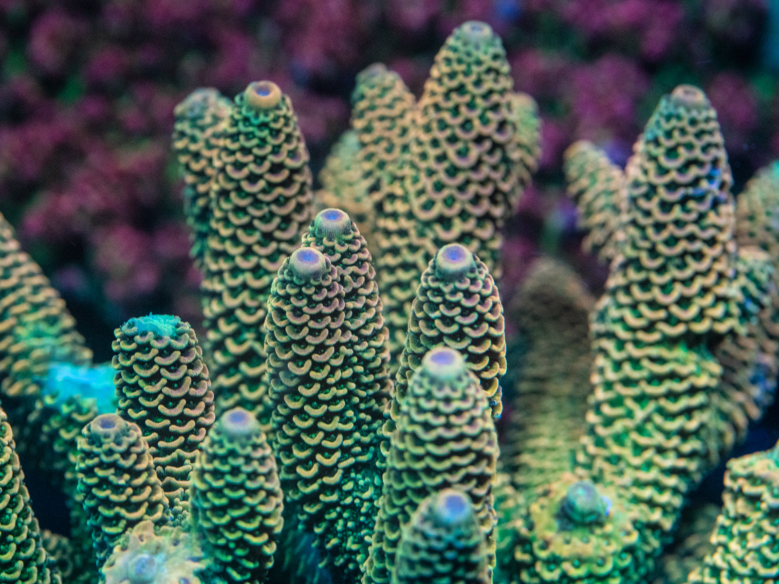 Nemo's Reef - Aquarium Superstore in Charlotte, North Carolina!