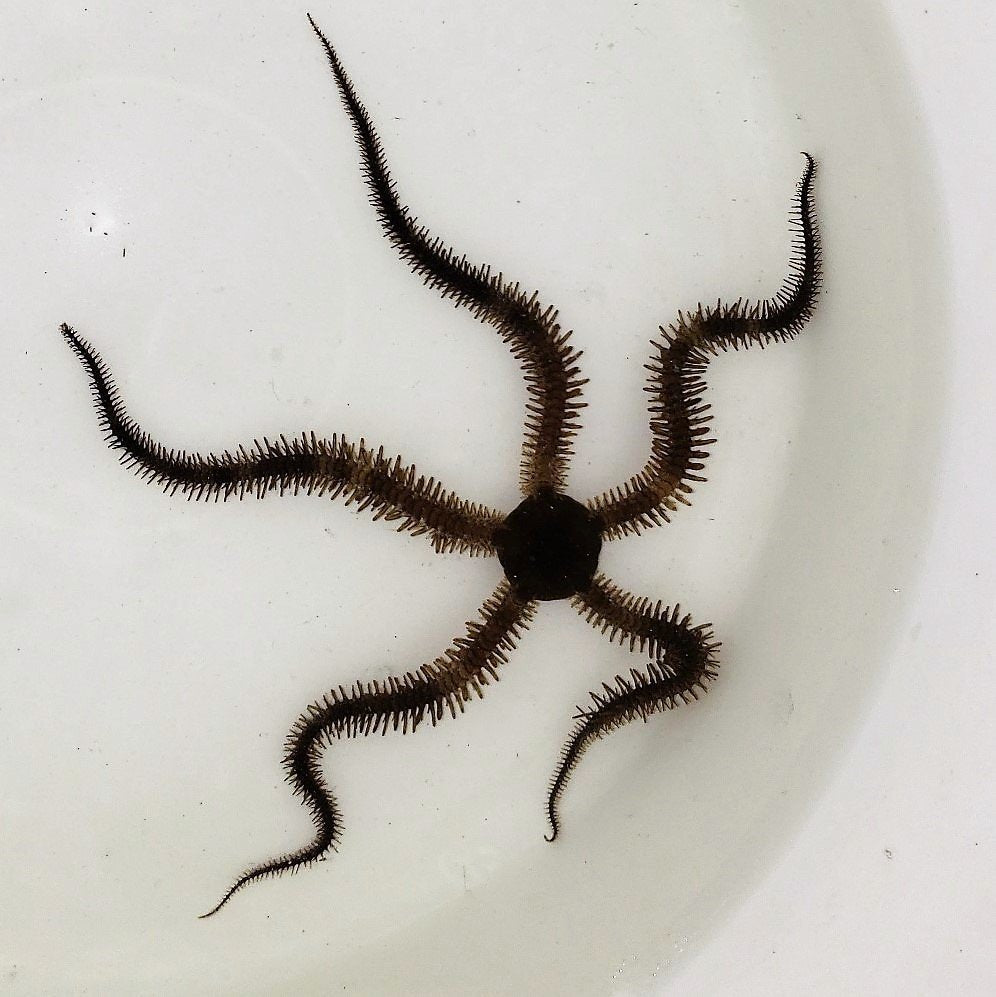 Serpant Starfish – Nemo's Reef