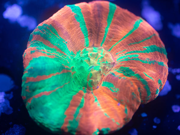 Nemo's Reef - Aquarium Superstore in Charlotte, North Carolina!