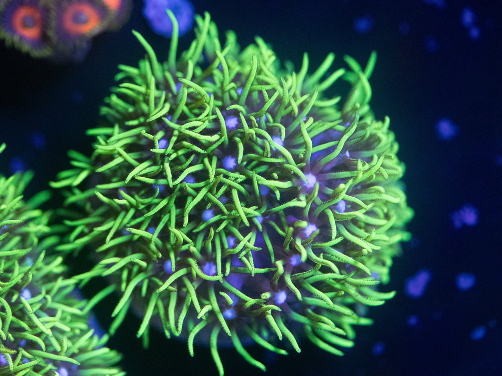 Neon Green Star Polyps – Nemo's Reef