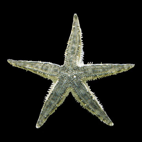 Sand Sifting Sea Star – Nemo's Reef