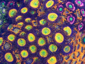 Nemo's Reef - Aquarium Superstore in Charlotte, North Carolina!