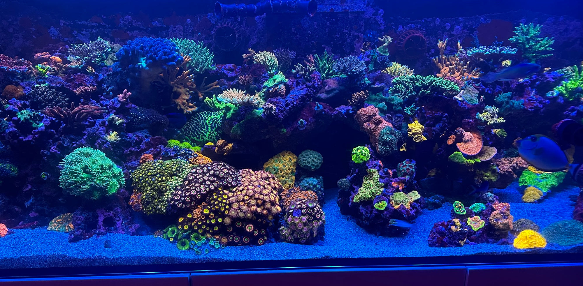 Nemo's Reef - Aquarium Superstore in Charlotte, North Carolina!