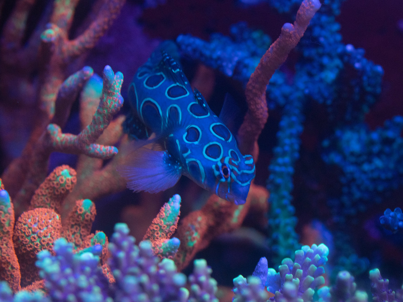 Nemo's Reef - Aquarium Superstore in Charlotte, North Carolina!