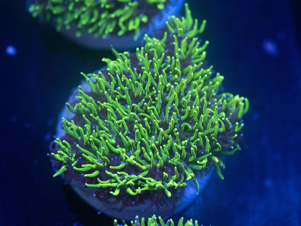 Neon Green Galaxea – Nemo's Reef