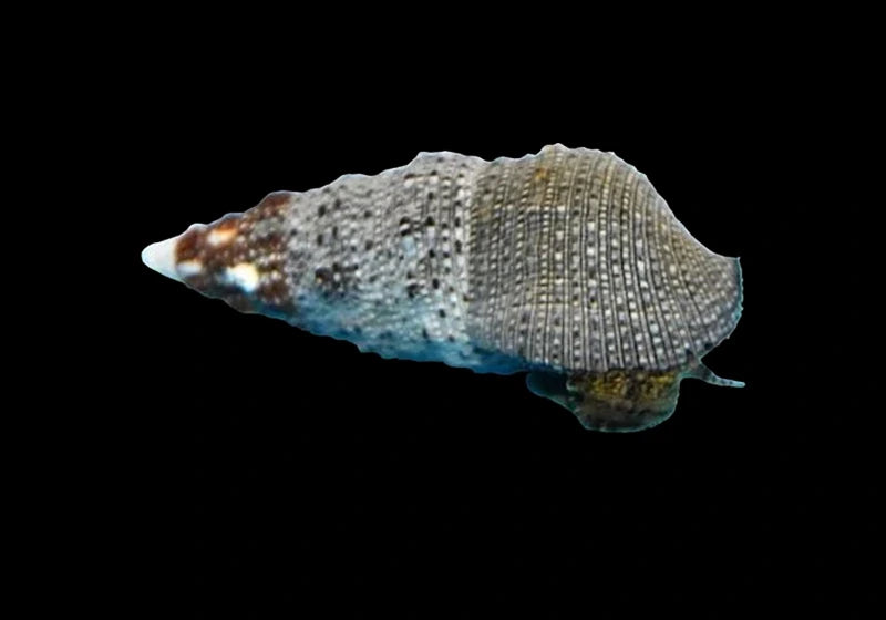 Cerith Snail – Nemo's Reef