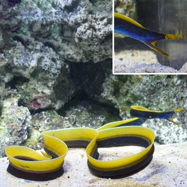 Blue Ribbon Eel – Nemo's Reef